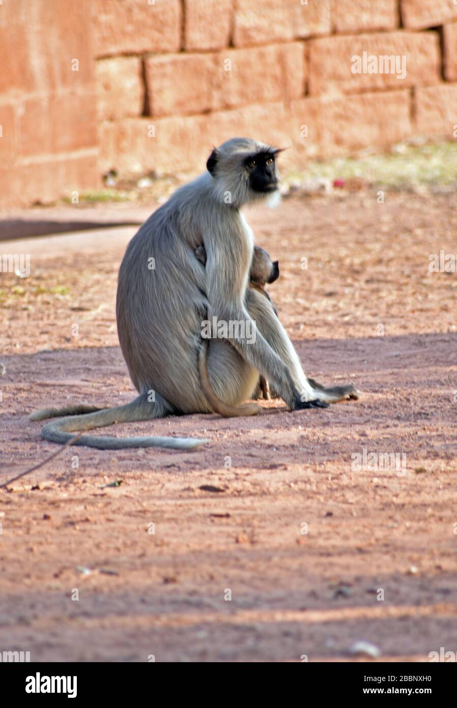 Monkeys of Mandore Garden, Rajasthan, India Stock Photo - Alamy