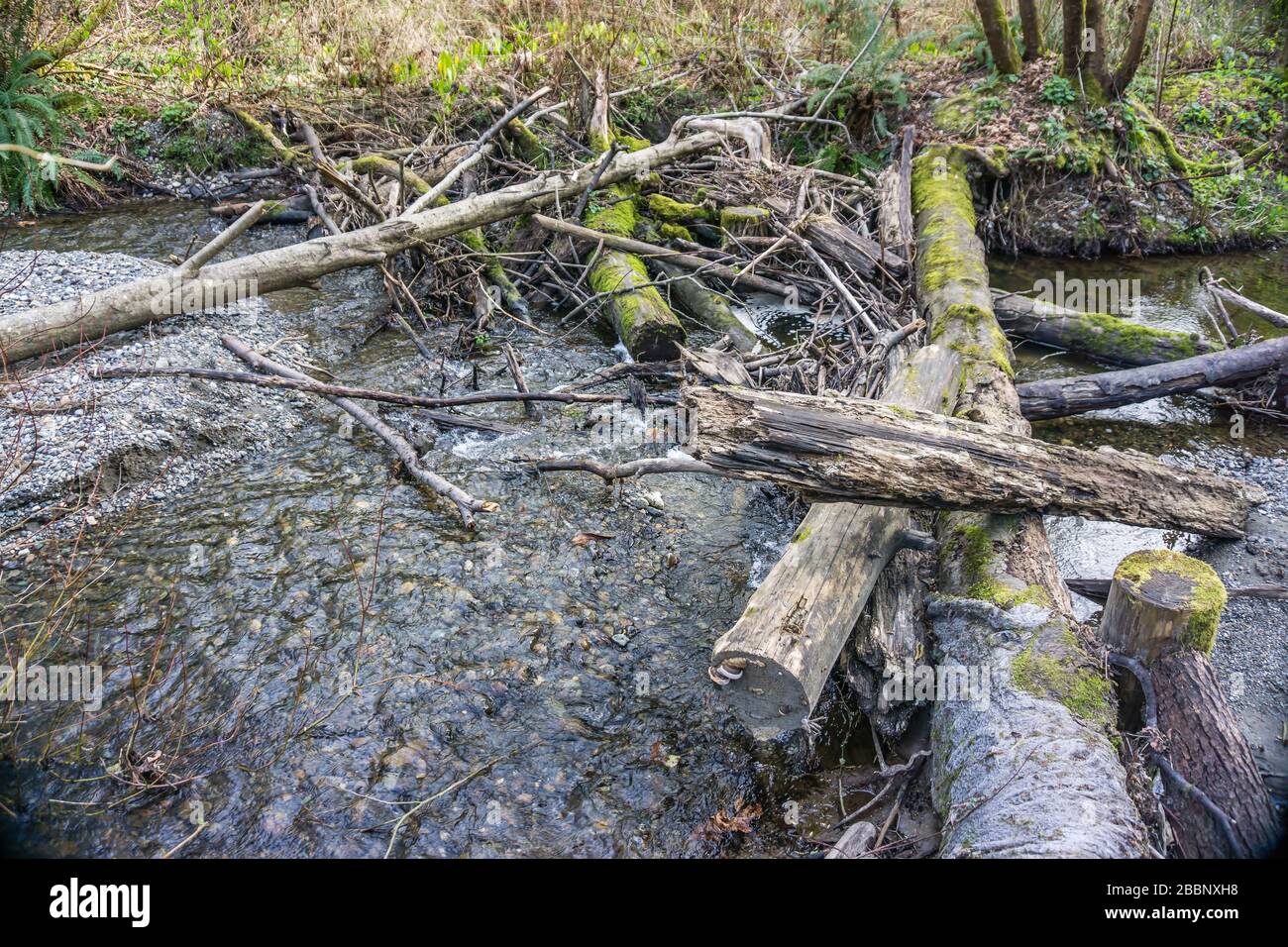 A log jam in Des Moine Creek in Washington State Stock Photo - Alamy