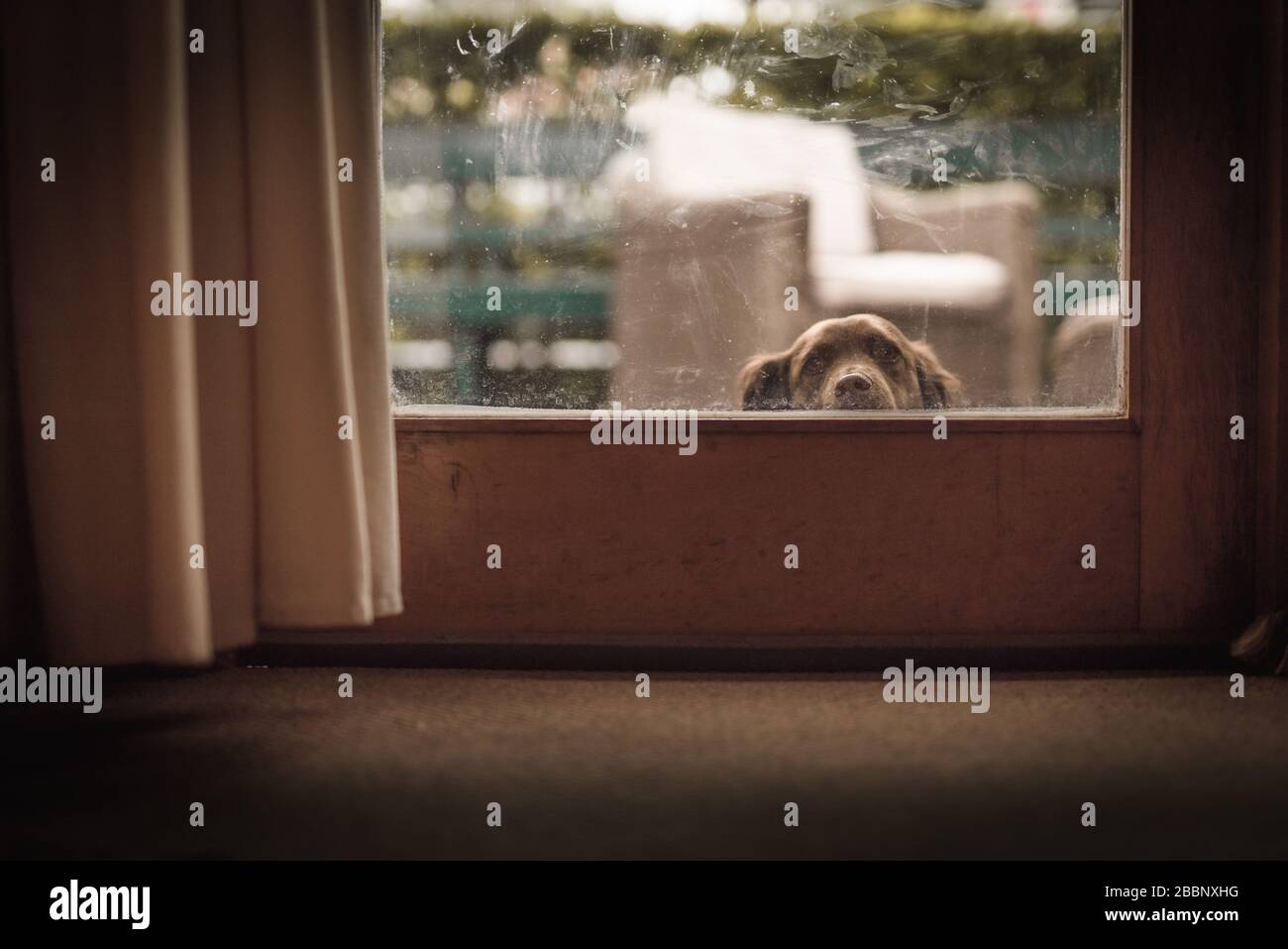a dog behind a door with glass Stock Photo - Alamy