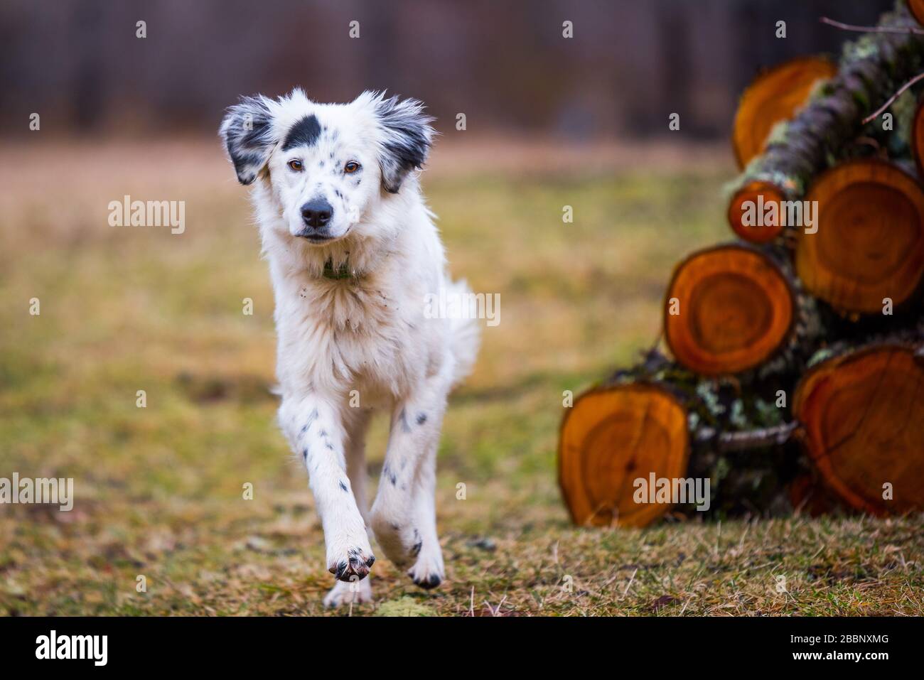 a dog running to his owner Stock Photo - Alamy
