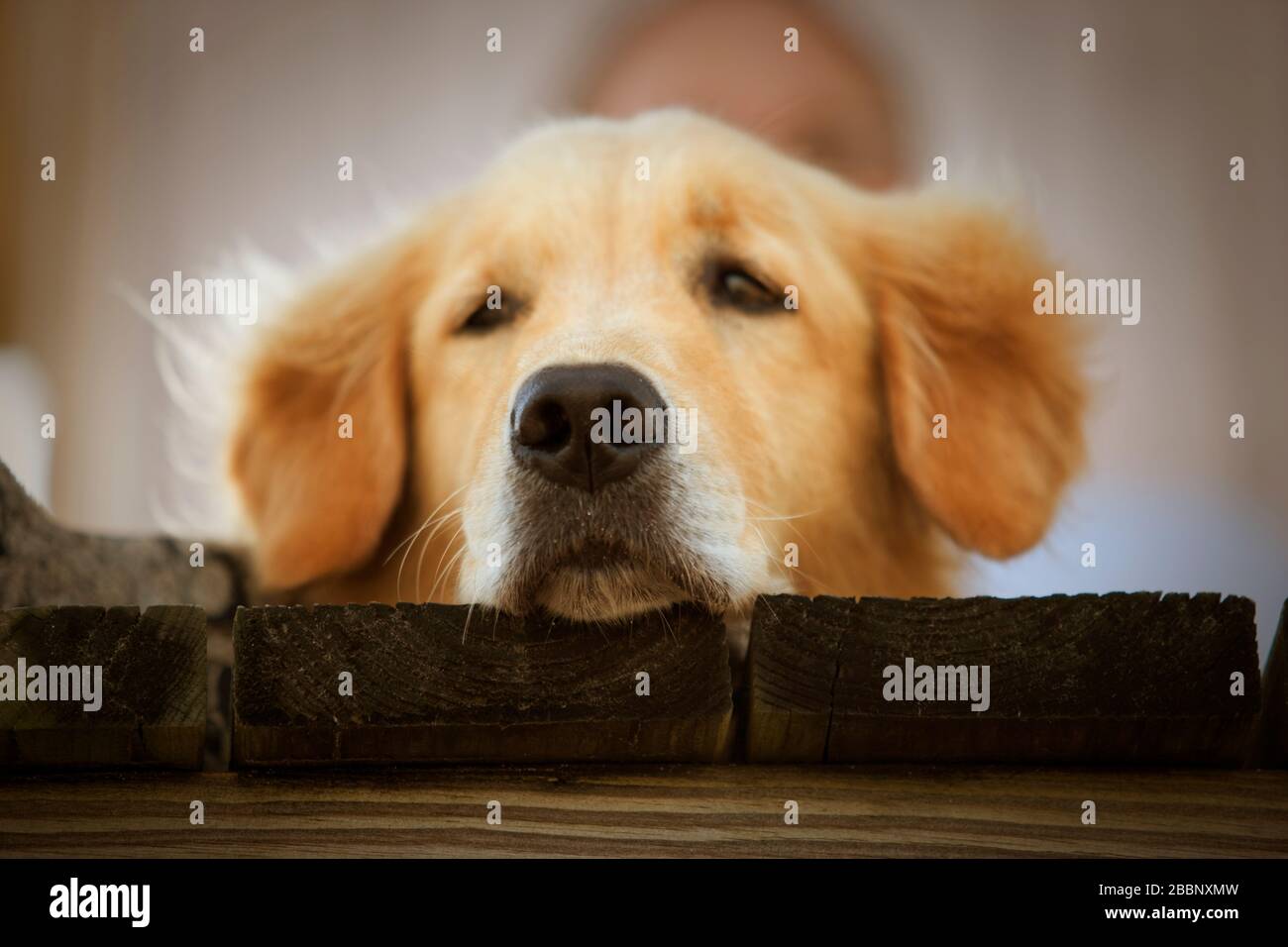 Portrait of a dog resting it's head on a deck Stock Photo - Alamy