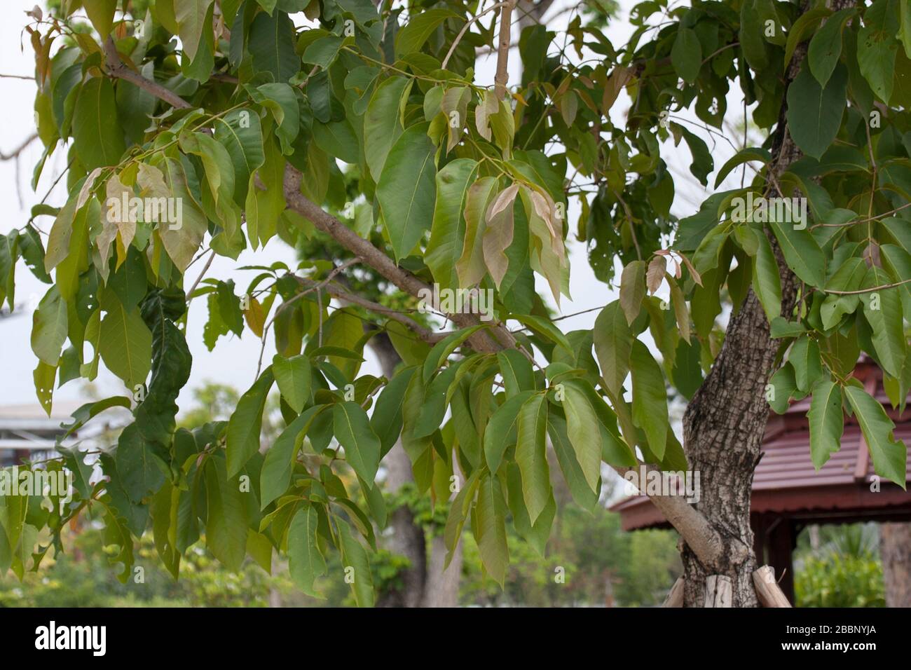 Terminalia plant hi-res stock photography and images - Alamy