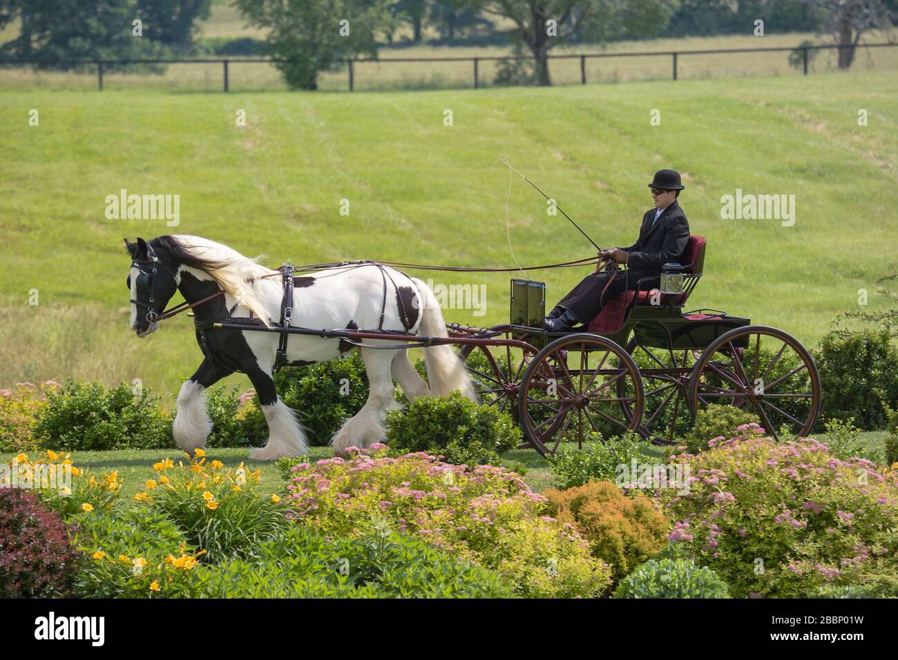 Man in dress costume driving cart pulled by Gypsy Vanner Horse Stock ...