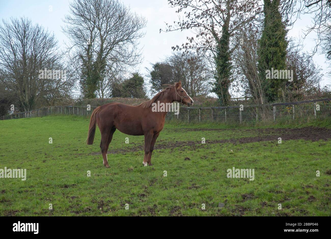 The meath hunt hi-res stock photography and images - Alamy