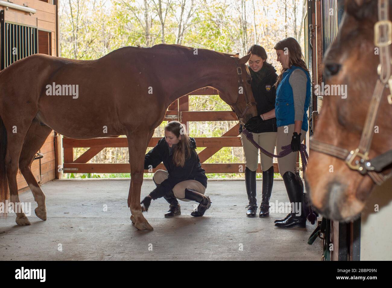 Girls from college equestrian team socialize with friends around barn ...