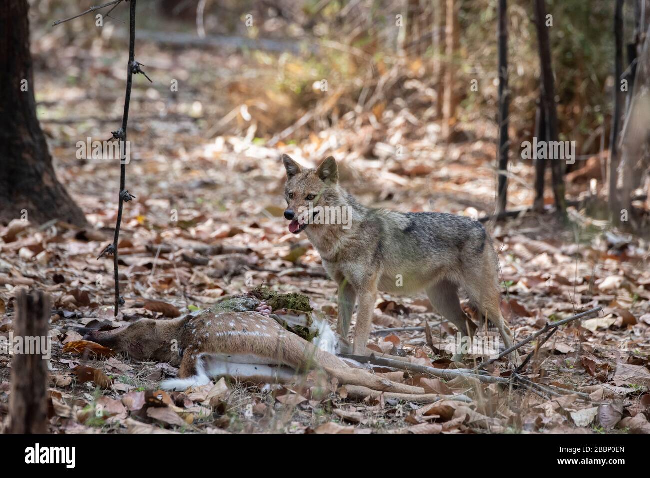 Indian jackal scavenging hi-res stock photography and images - Alamy