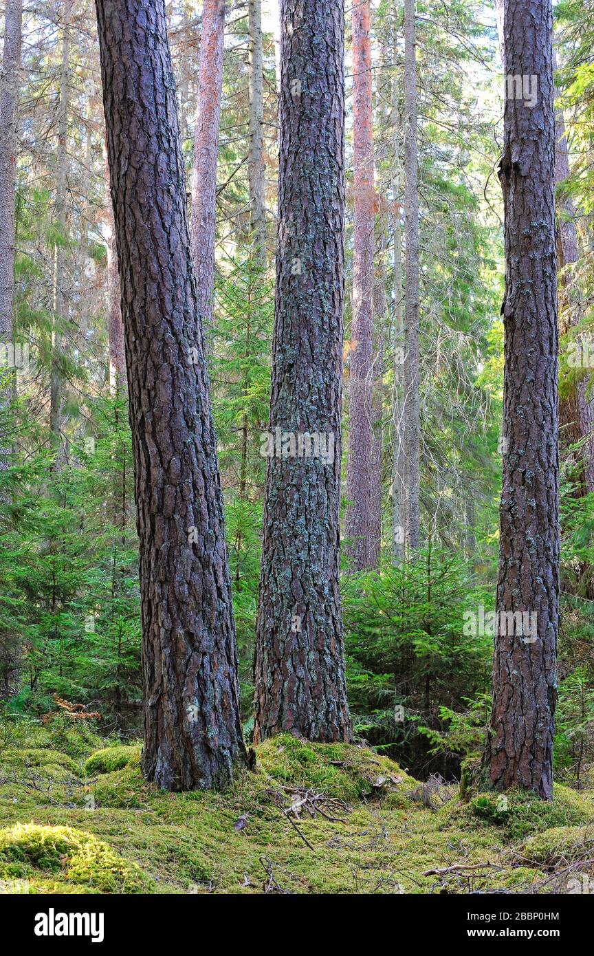 Swedish ecosystem hi-res stock photography and images - Alamy