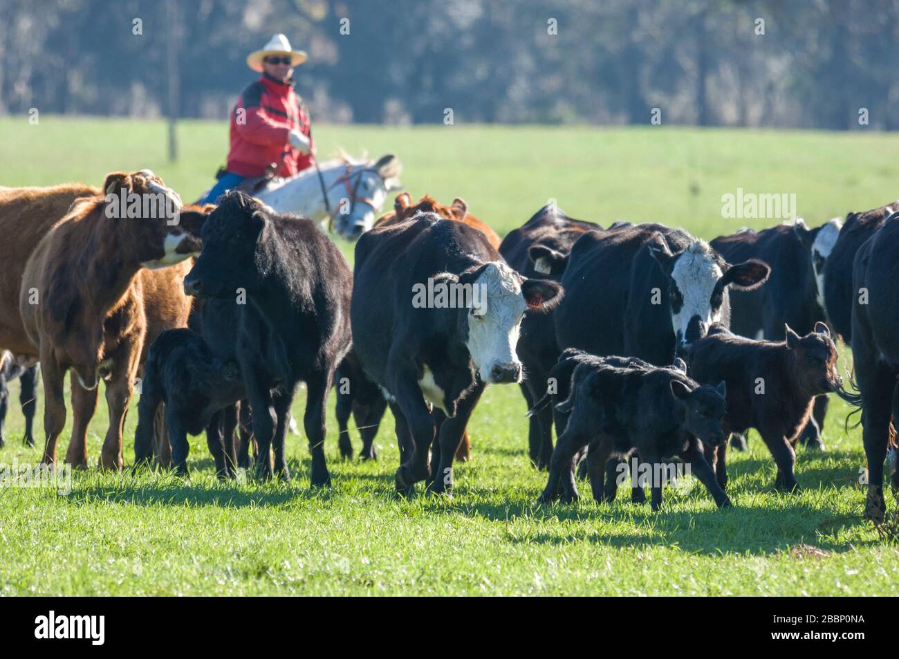 Cowhand hi-res stock photography and images - Alamy