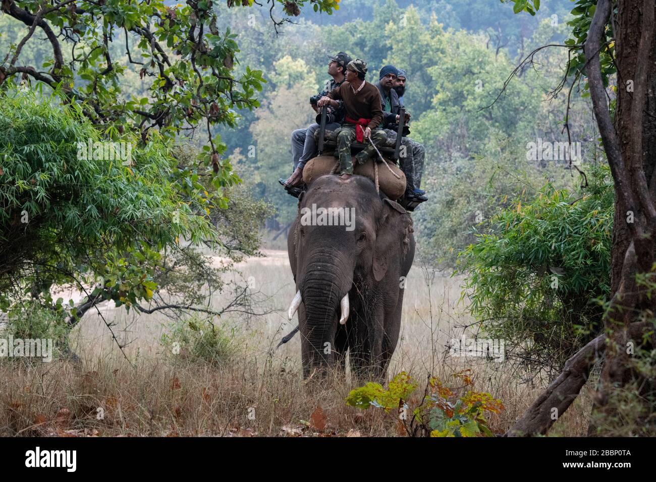 India, Madhya Pradesh, Bandhavgarh National Park. Park rangers on ...