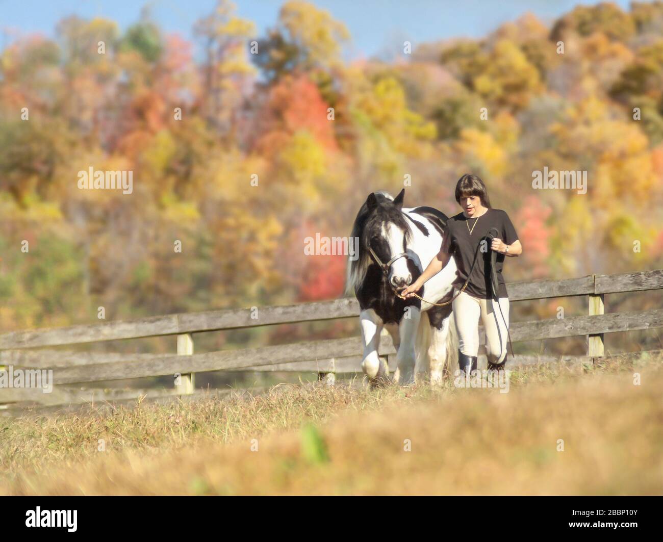 Woman walking and leading pinto horse in field with autumn color ...