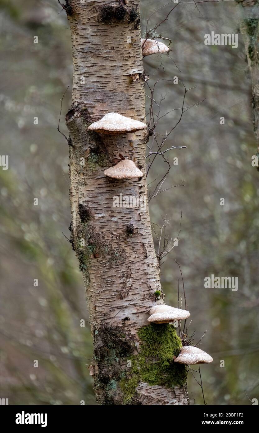 Commonly known as the birch polypore hi-res stock photography and ...
