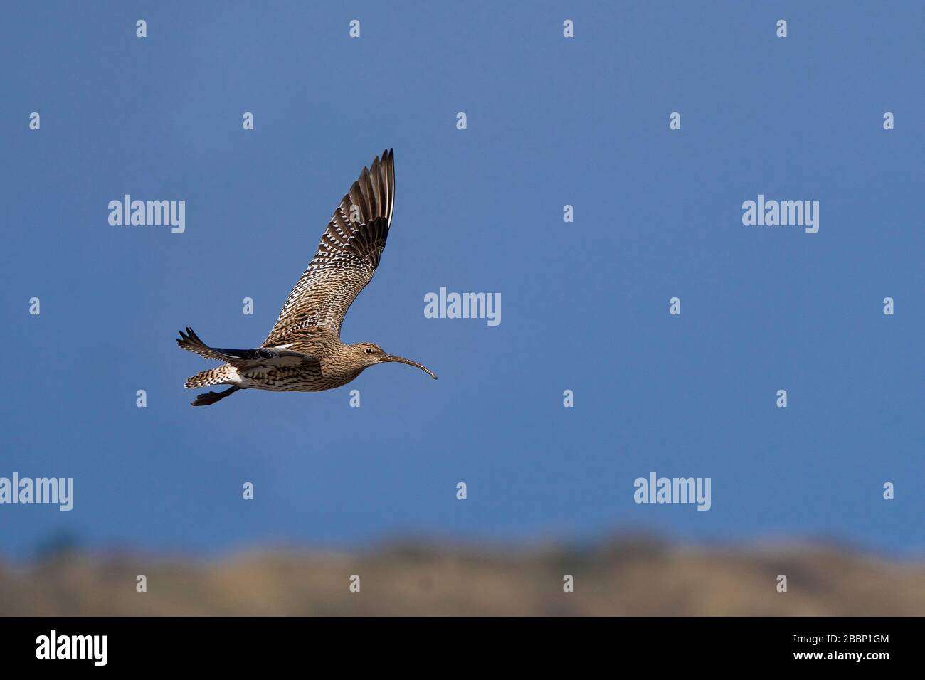 Curlew- Numenius-arquata in flight. Spring Stock Photo - Alamy