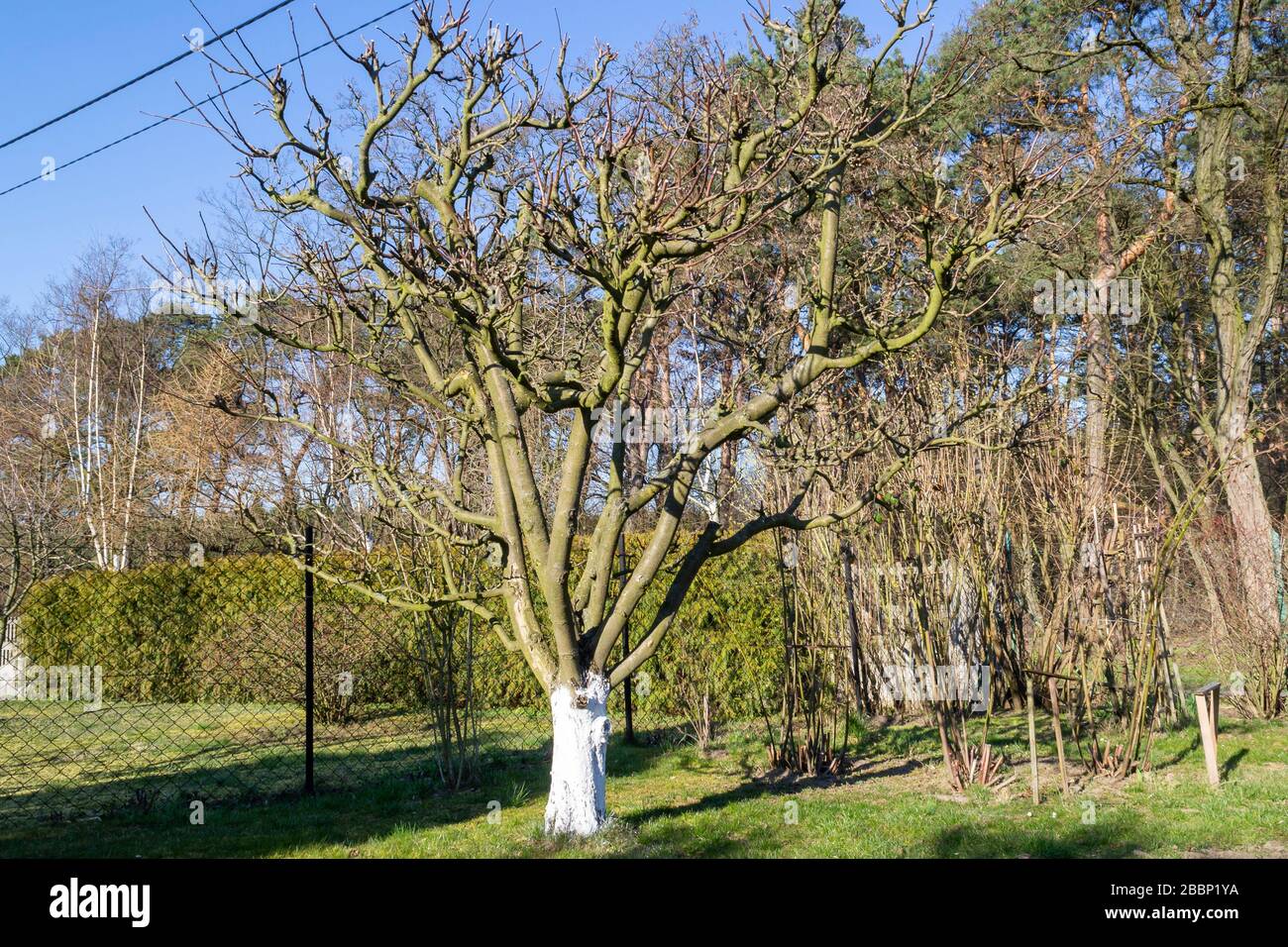 Fruit tree branches hi-res stock photography and images - Alamy