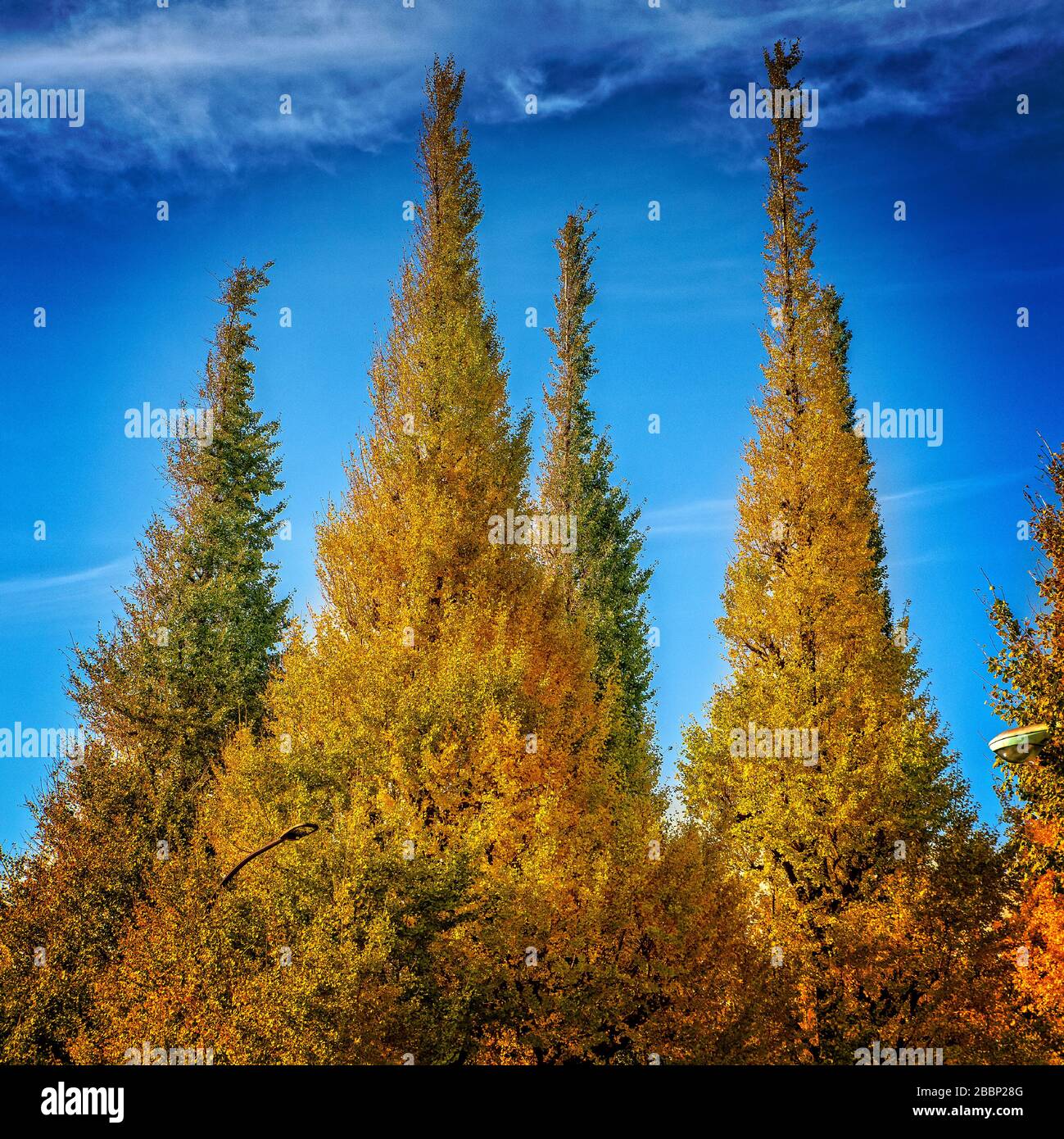 Ginkgo Tree lined avenue, Tokyo Japan Stock Photo - Alamy