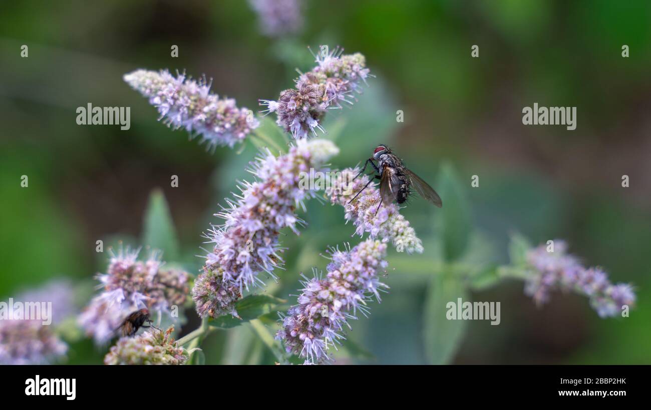 Purple flesh hi-res stock photography and images - Alamy