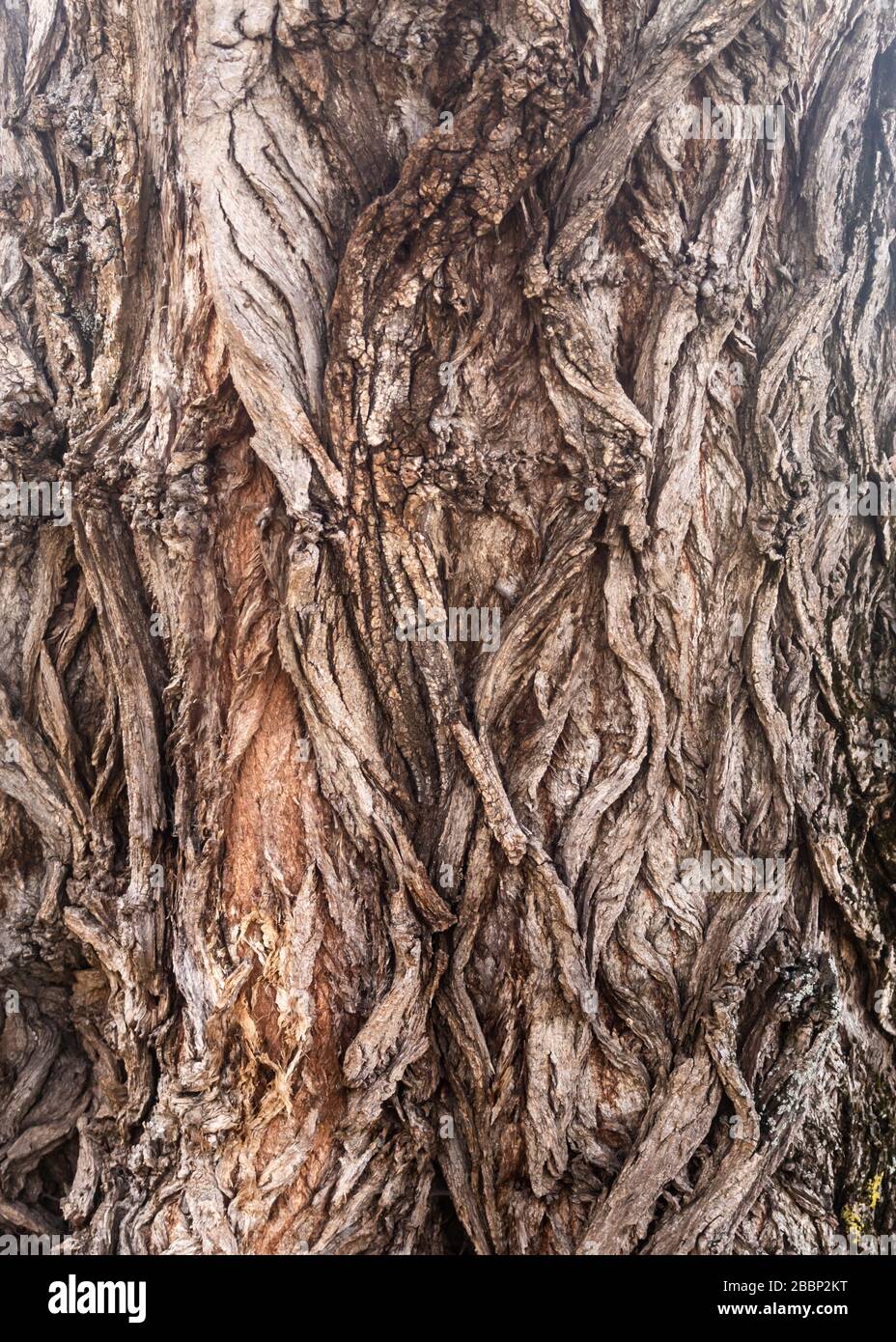 Close Up Tree Bark Texture Stock Photo - Alamy