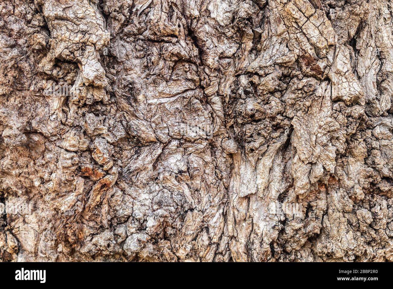 Close Up Tree Bark Texture Stock Photo - Alamy