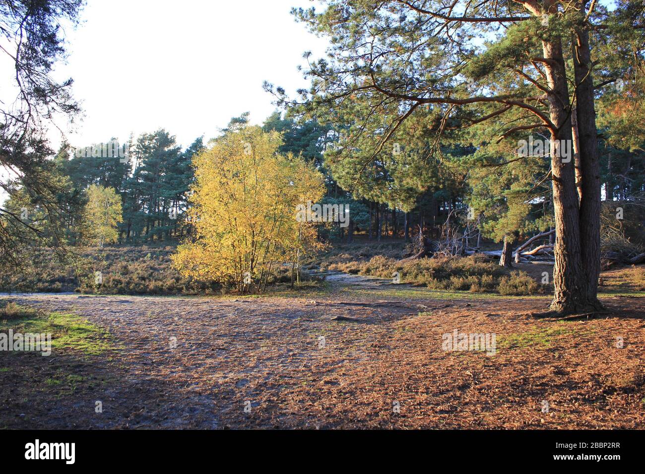 Frensham hi-res stock photography and images - Alamy