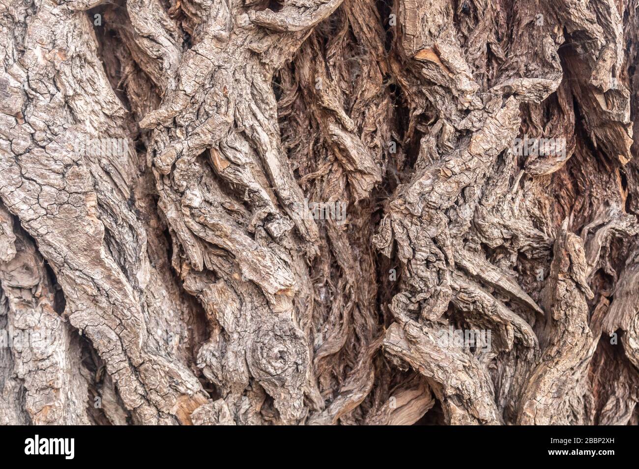 Close Up Tree Bark Texture Stock Photo - Alamy
