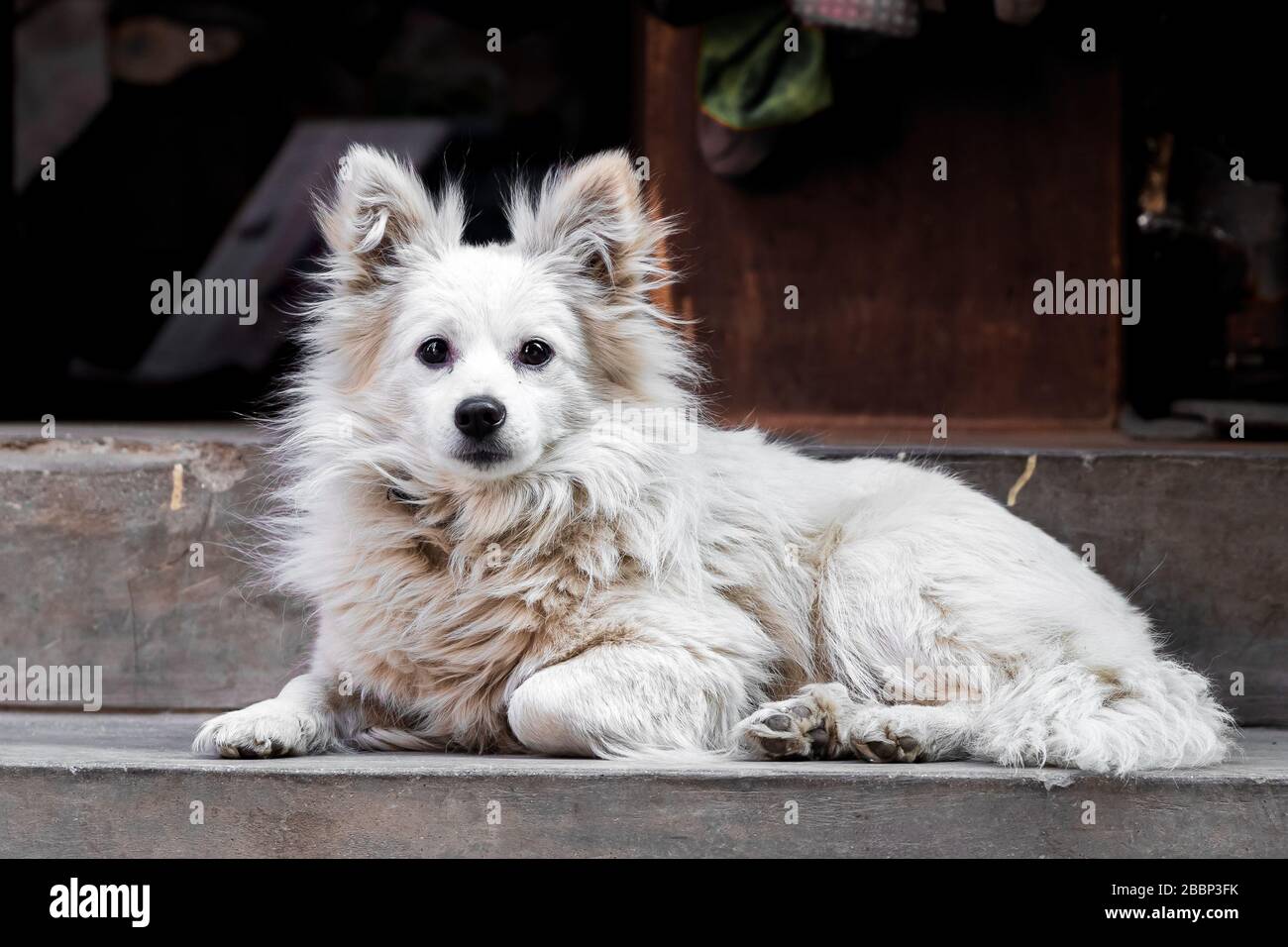 Japanese spitz puppy hi-res stock photography and images - Alamy