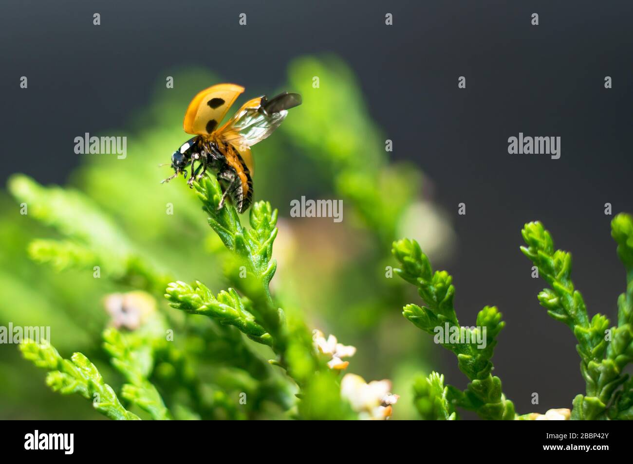 Asian Lady Beetles High Resolution Stock Photography and Images - Alamy