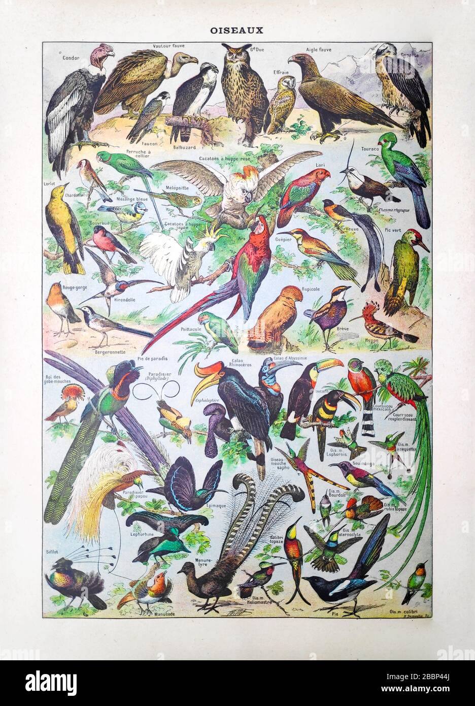 Old illustration about birds by Adolphe Philippe Millot printed in the ...