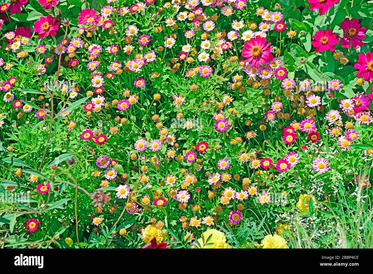 Background fresh summer flowers on flowerbed. Floral backdrop Stock ...