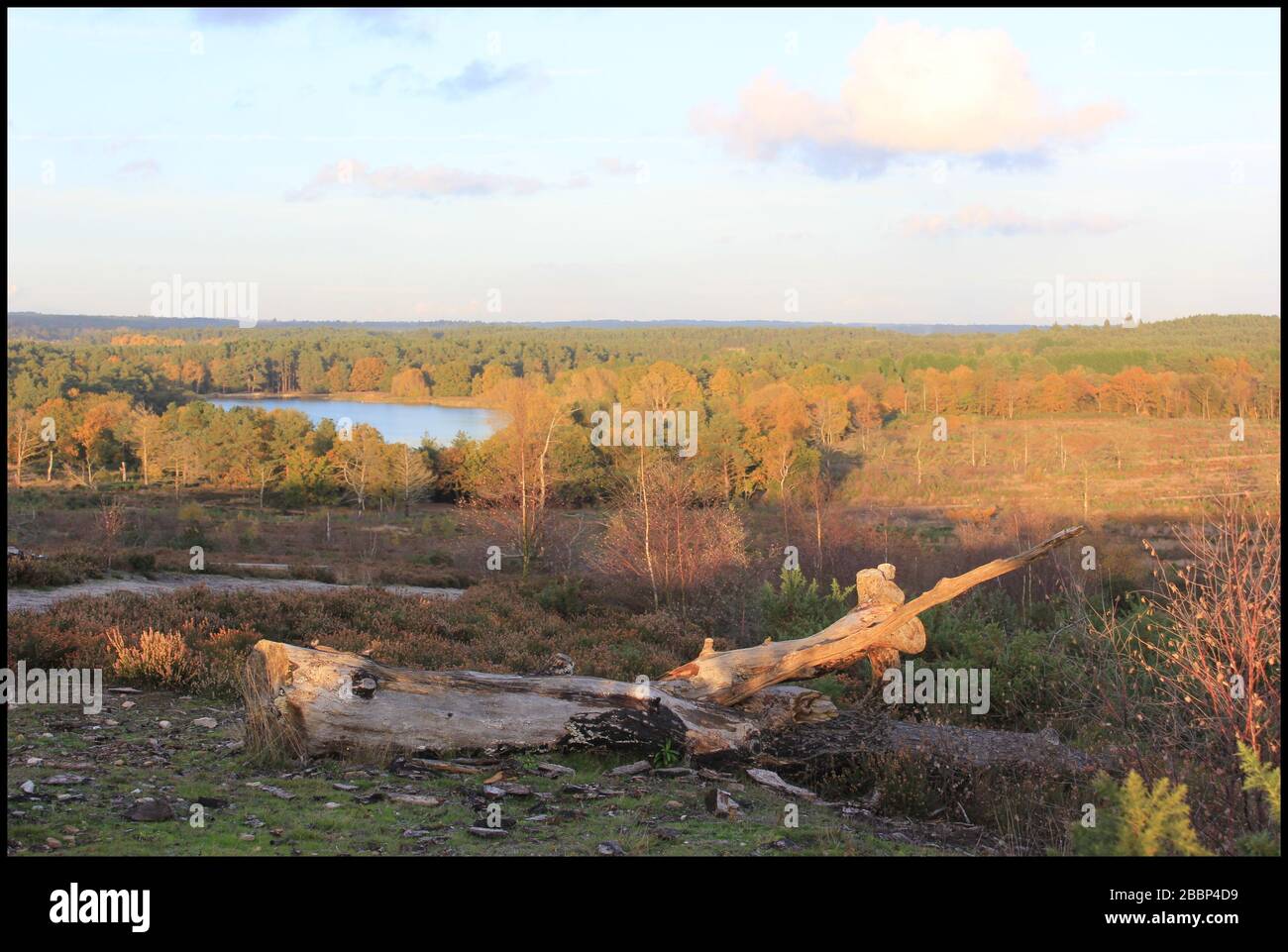 Fallen tree trunks Stock Photo - Alamy