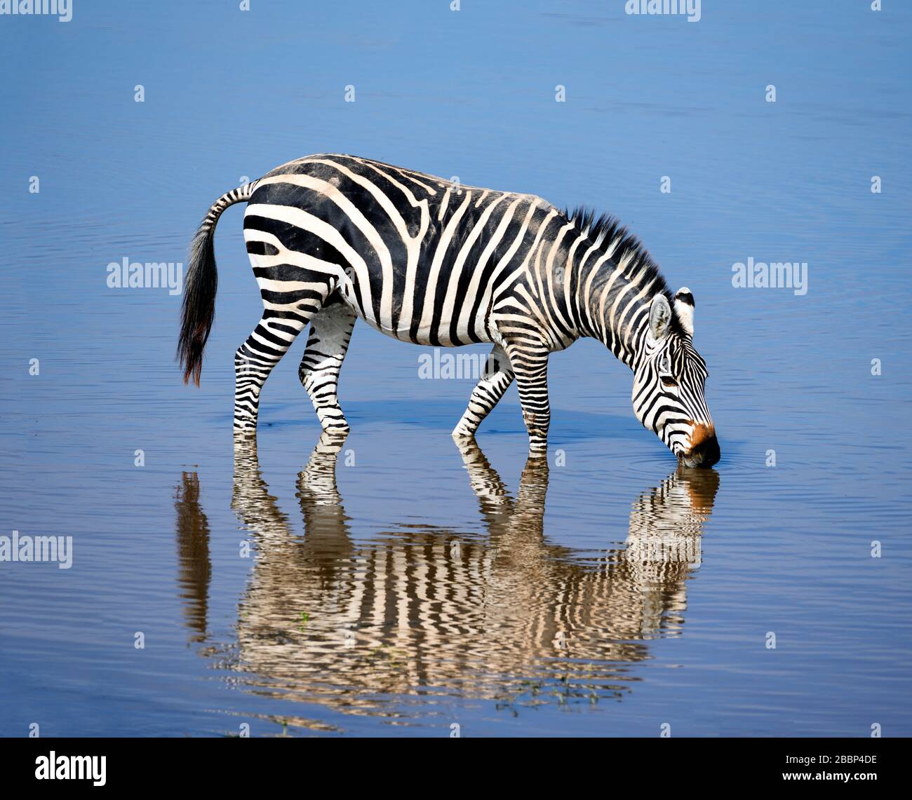 Grant's zebra (Equus quagga boehmi) drinking water, Amboseli National ...
