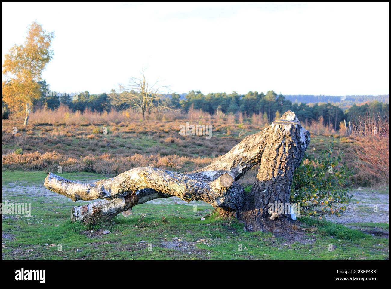 Fallen tree trunks Stock Photo - Alamy