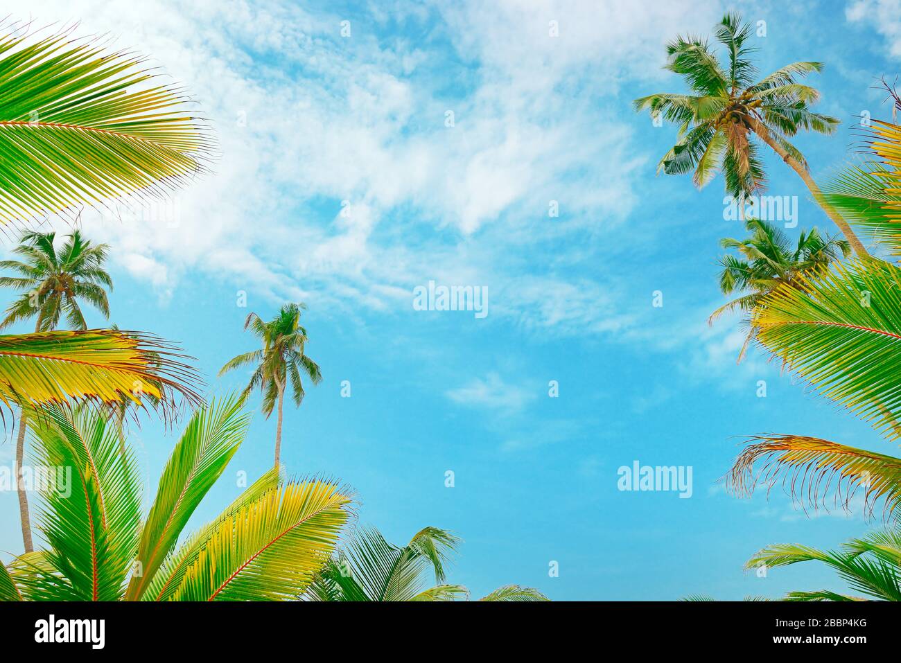 Coconut palm trees against sky. Bottom view Stock Photo - Alamy