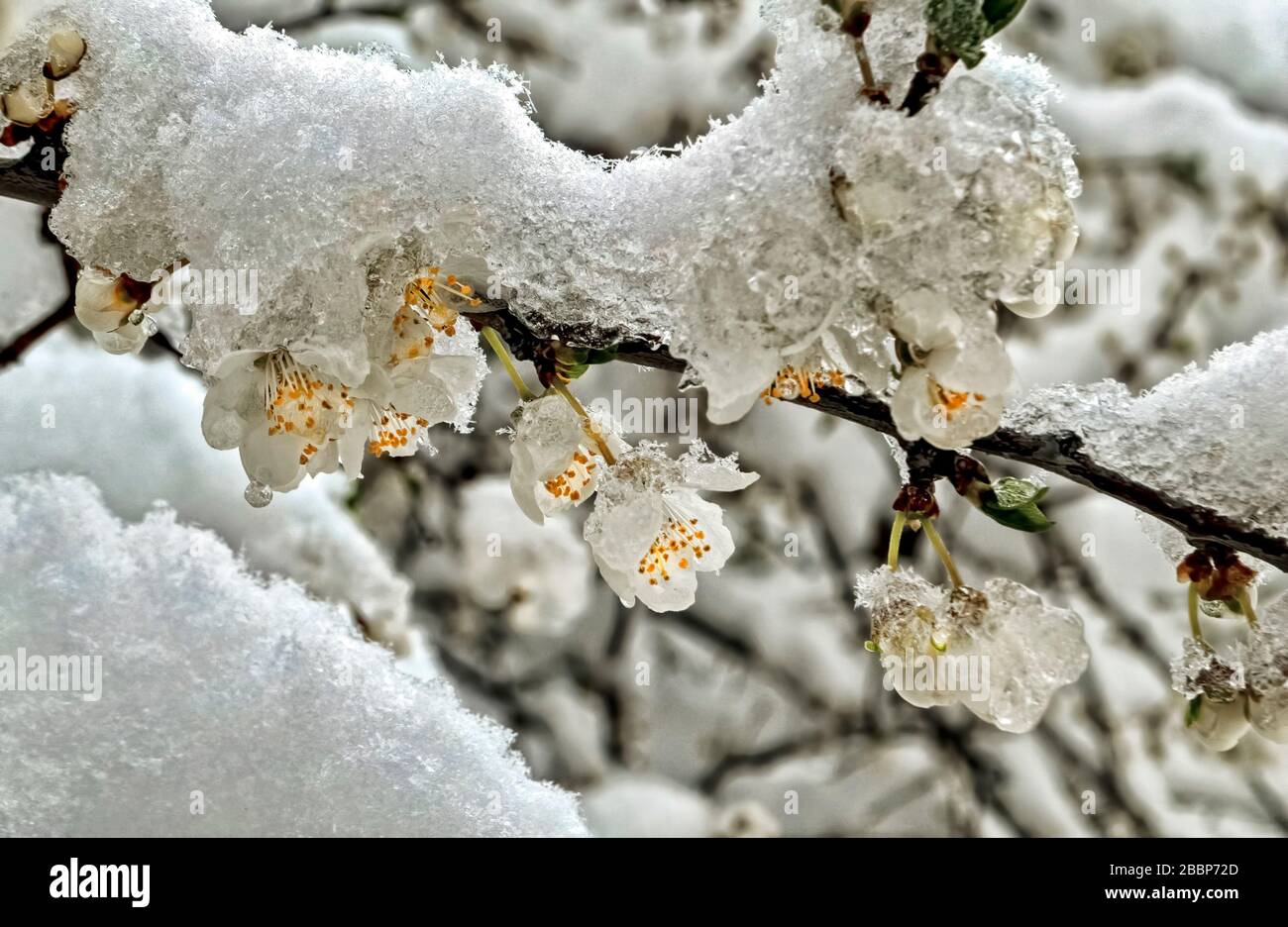 Snow on blooming fruit trees Stock Photo - Alamy