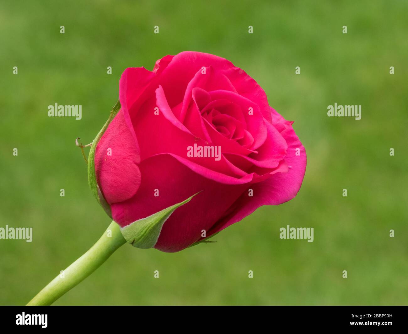 Close-up view of a Pink Hybrid T Rose Stock Photo - Alamy