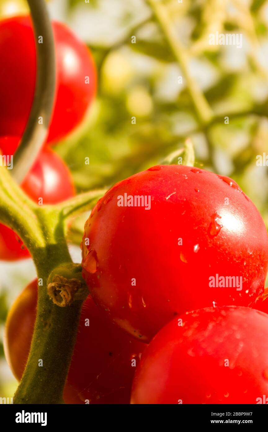 wet red ripe tomatoes on the stick Close-up selective focus Stock Photo ...