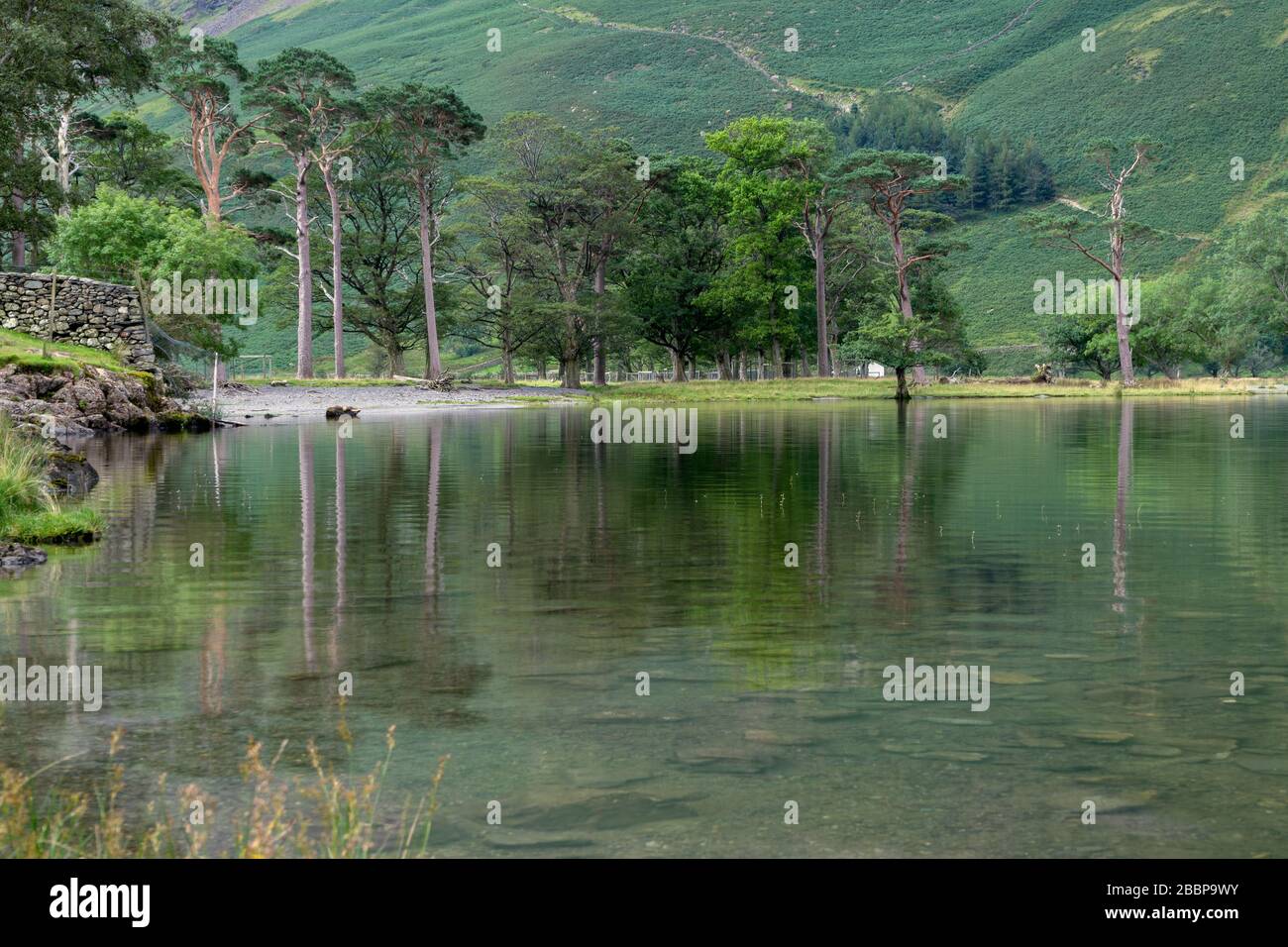 View of the pine trees at Buttermere Stock Photo - Alamy