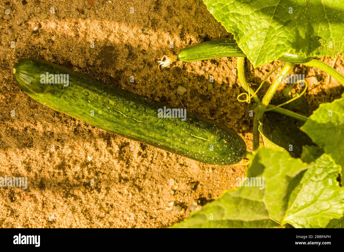 Wet cultivation hi-res stock photography and images - Alamy