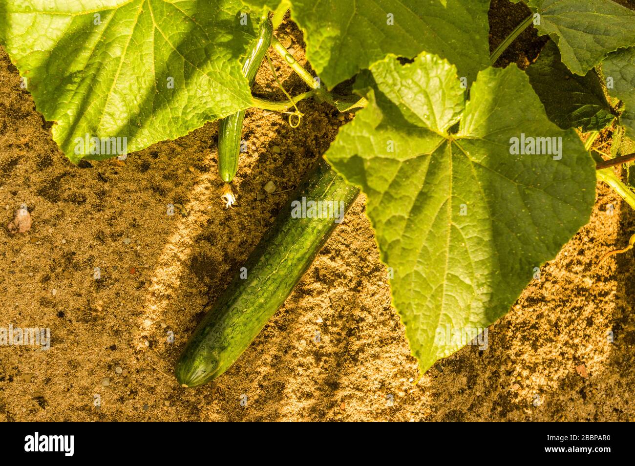 wet green ripe cucumber lying on the ground with cucumber plant after ...