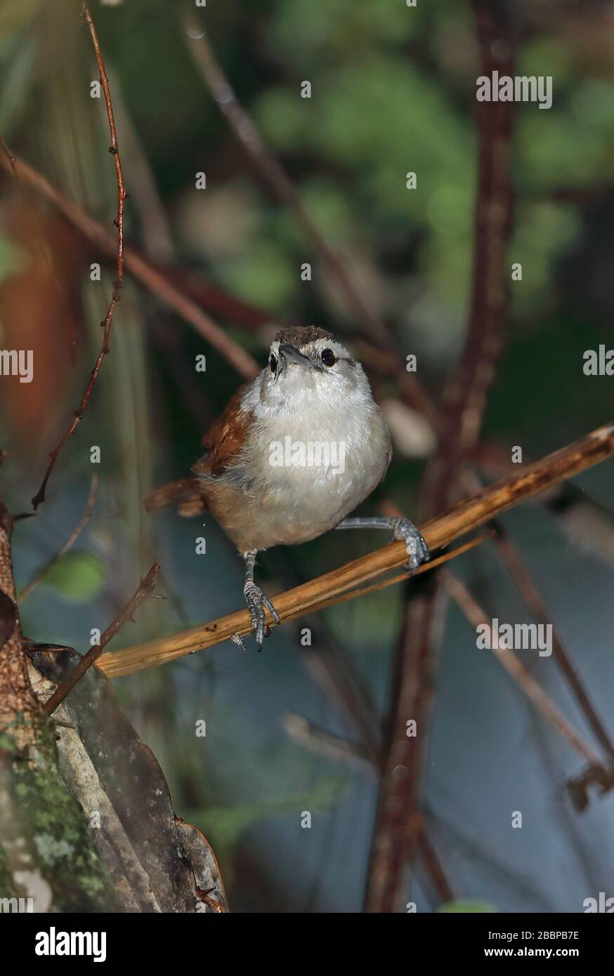 Cantorchilus superciliaris hi-res stock photography and images - Alamy