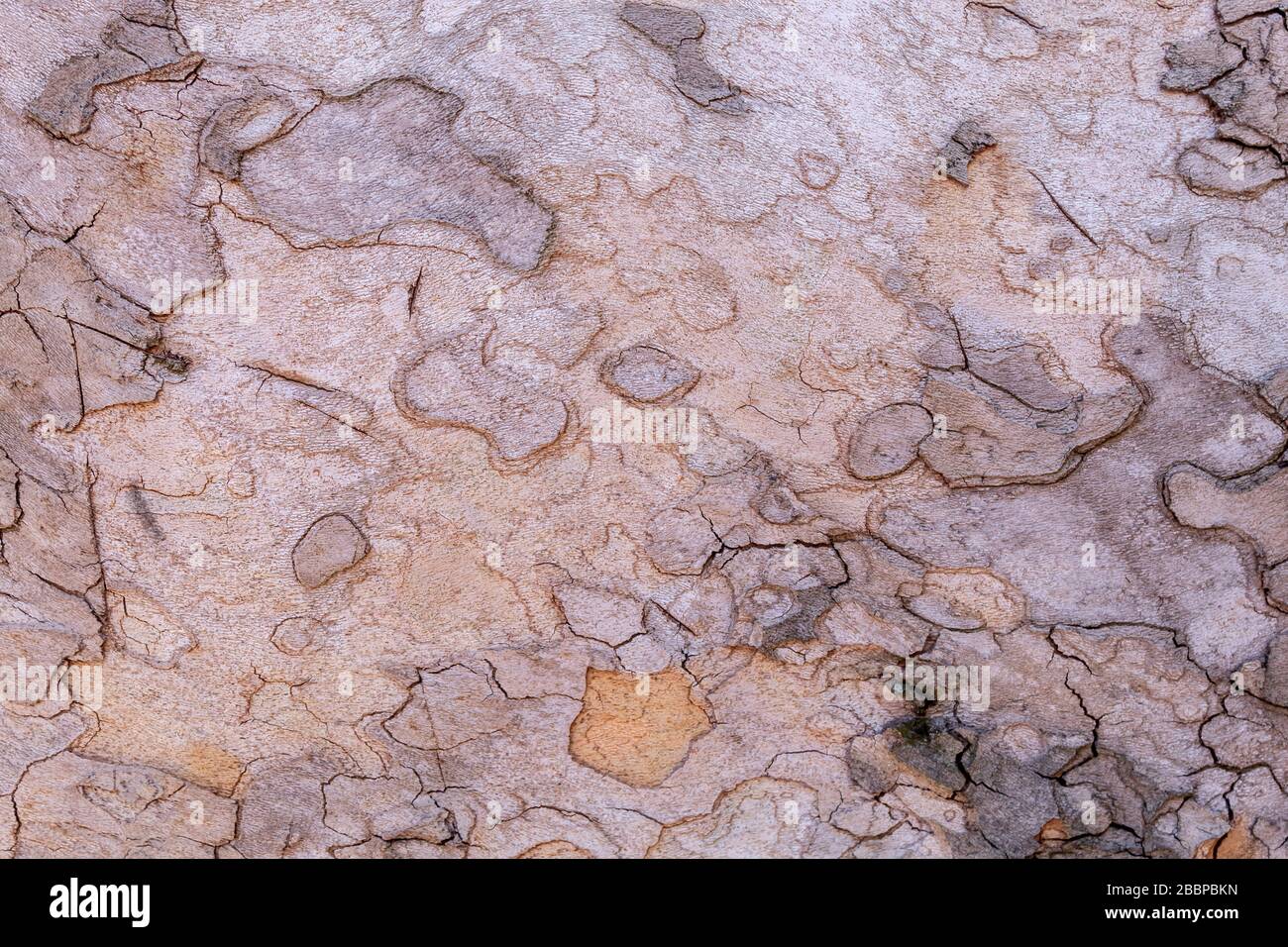 Closeup Linden Tree Bark Texture Background Stock Photo - Alamy