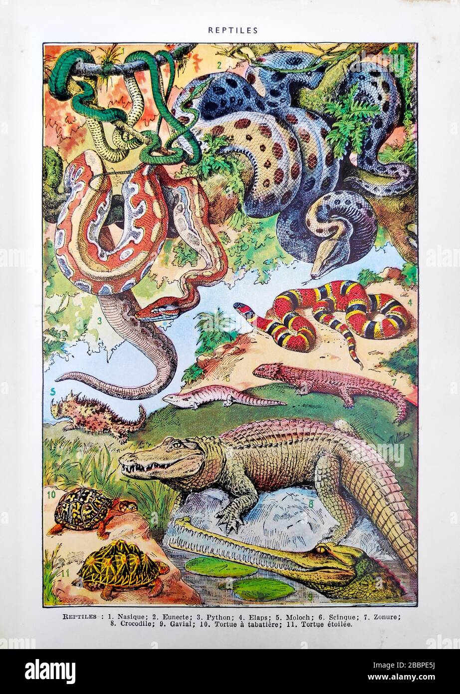 Old illustration about reptiles by Adolphe Philippe Millot printed in ...