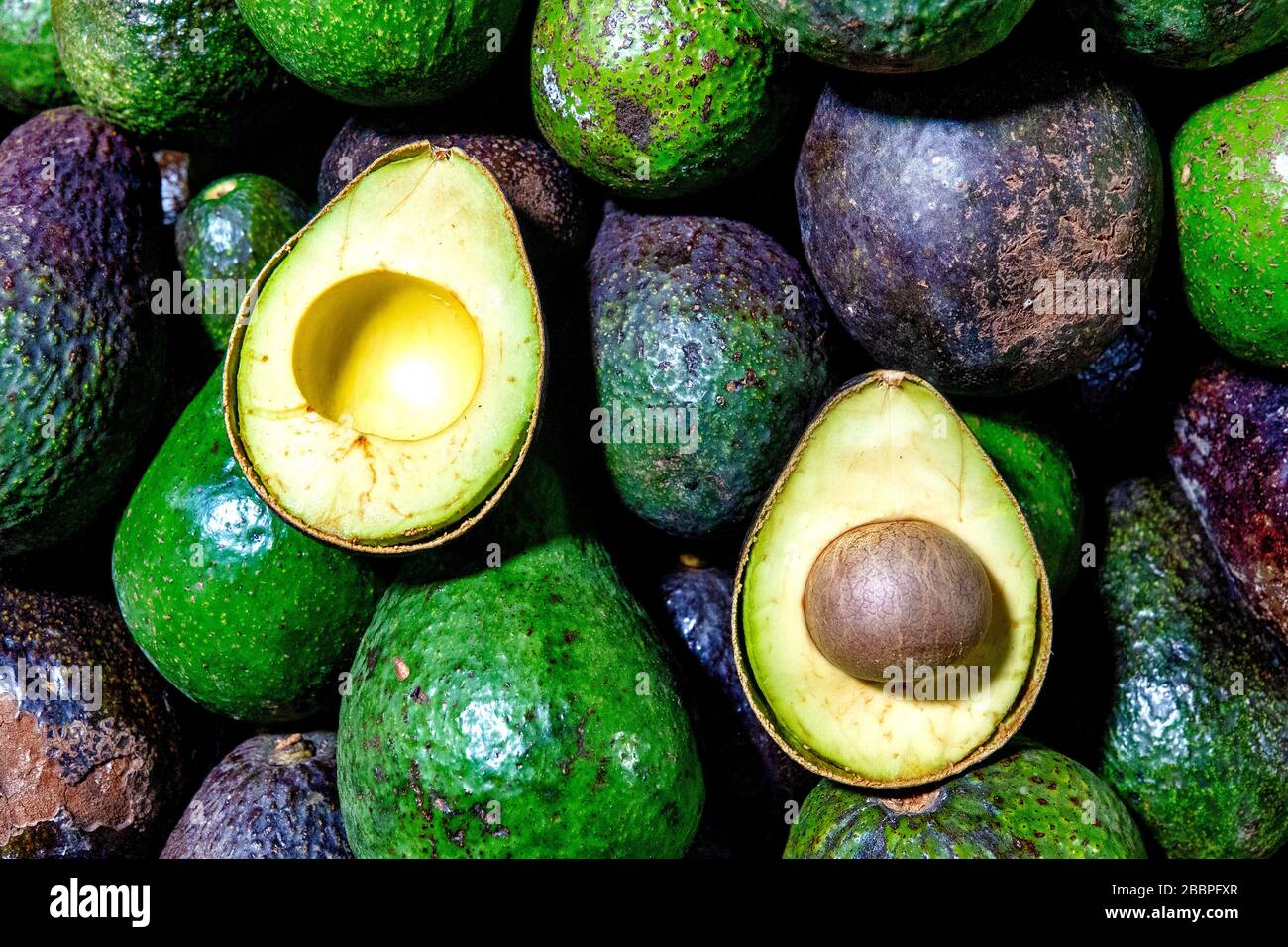 Avocado (Persea americana) on display in a market Stock Photo - Alamy