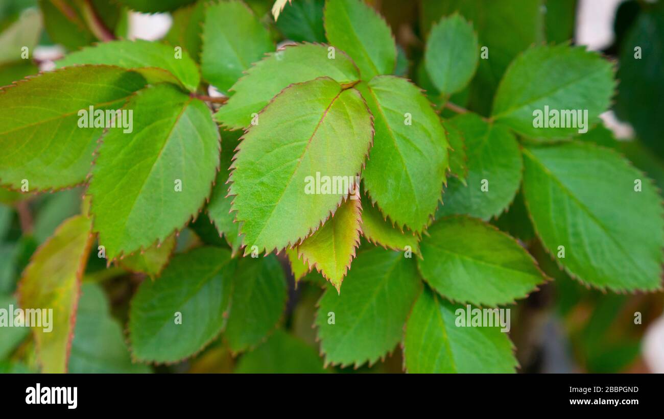 Green leaves of rose bushes Stock Photo - Alamy