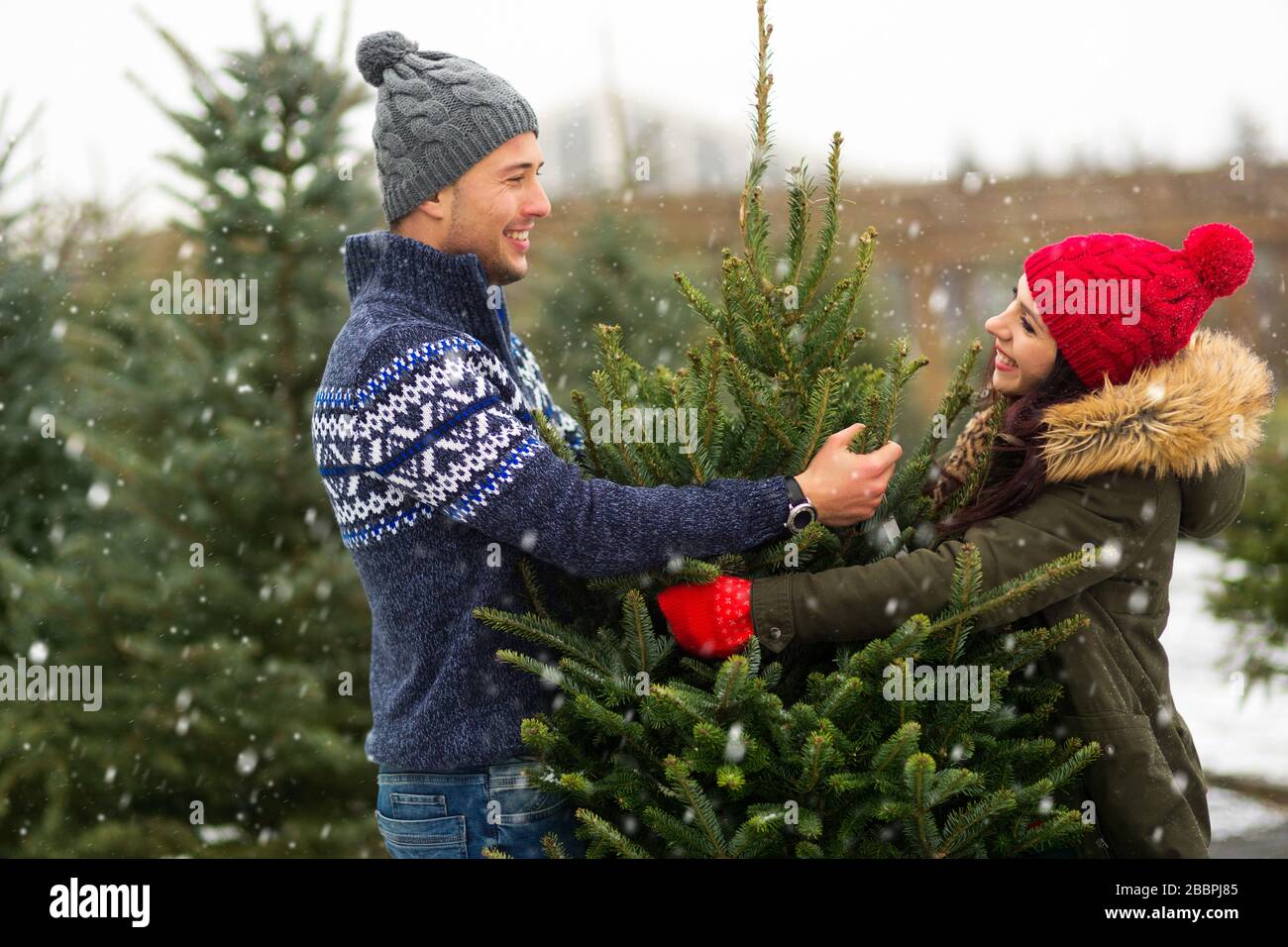 Couple examining christmas tree hi-res stock photography and images - Alamy