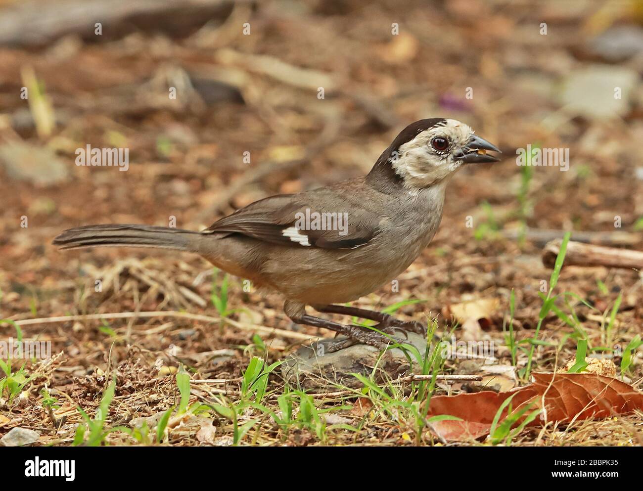 White-headed Brush-finch (Atlapetes albiceps) adult on ground eating ...