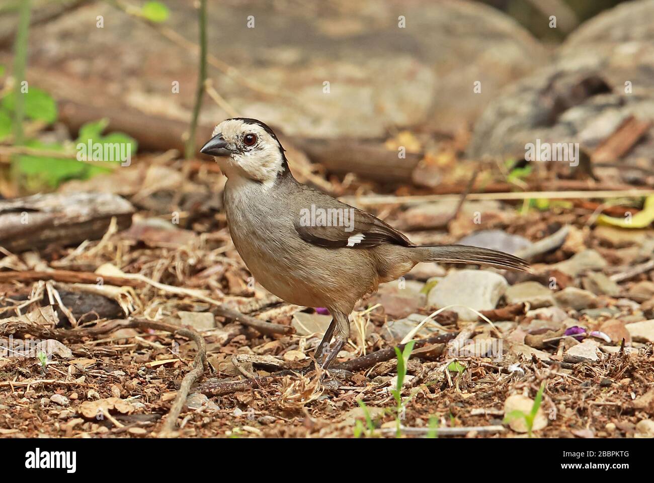 White headed brush finch hi-res stock photography and images - Alamy