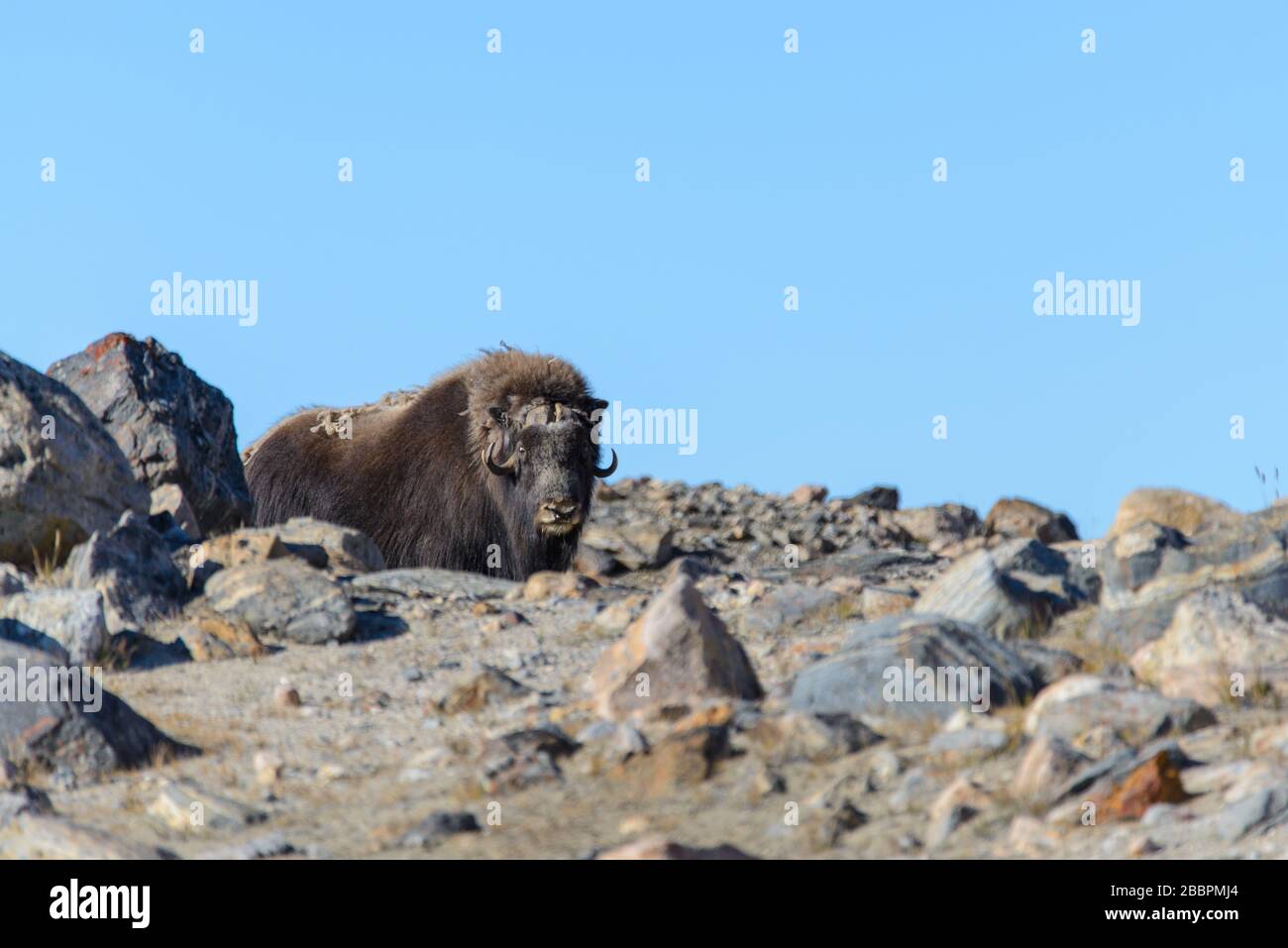 Muskox (Ovibos moschatus) in Greenland tundra Stock Photo - Alamy