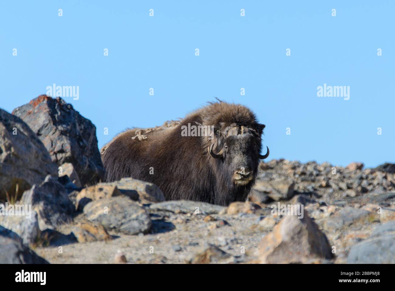 Muskox (Ovibos moschatus) in Greenland tundra Stock Photo - Alamy