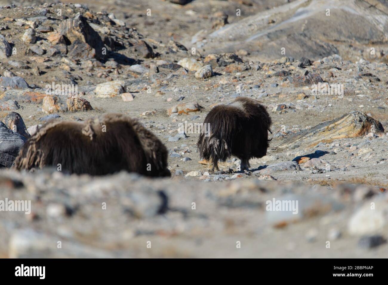 Muskox (Ovibos moschatus) in Greenland tundra Stock Photo - Alamy