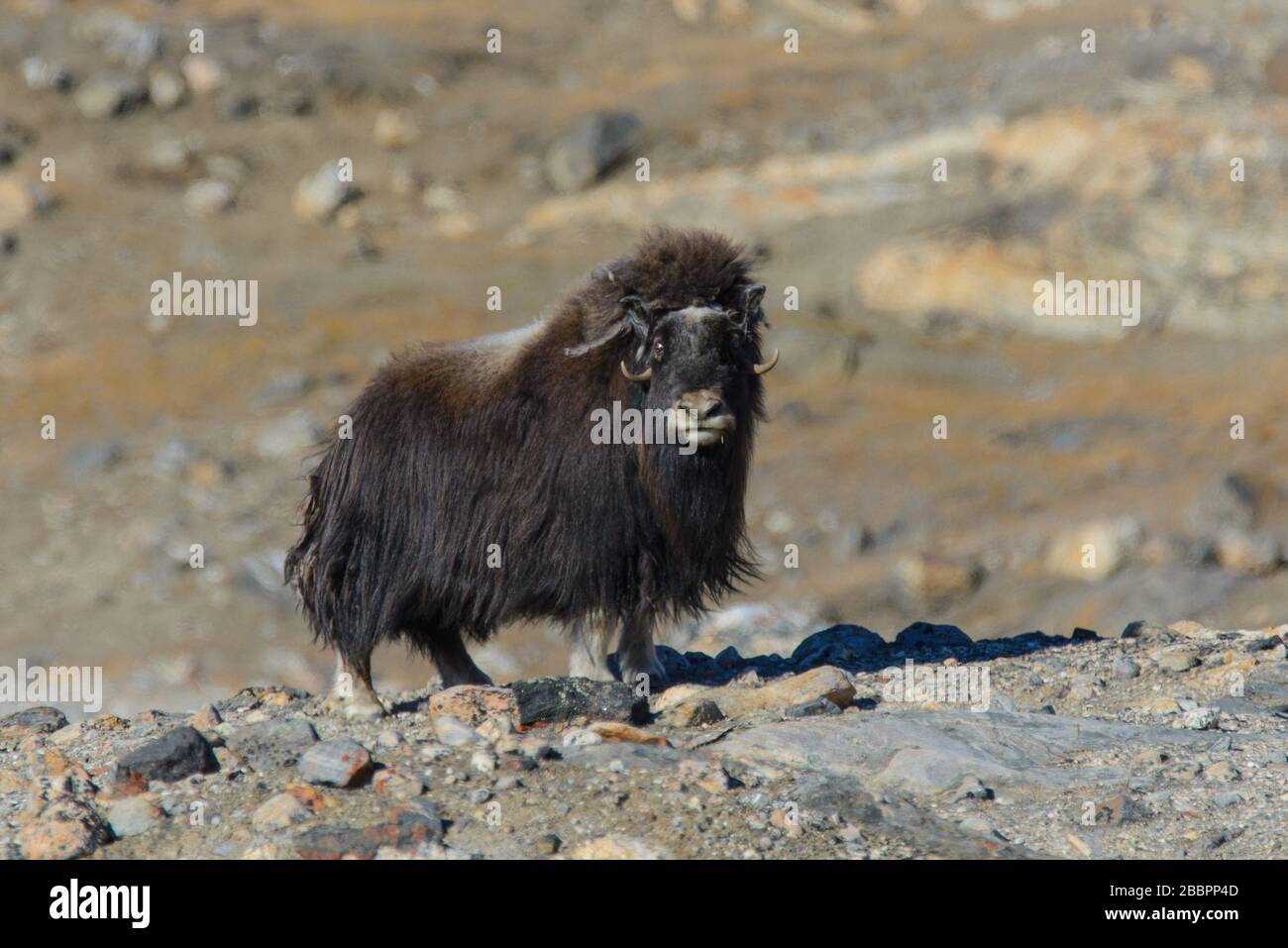 Muskox (Ovibos moschatus) in Greenland tundra Stock Photo - Alamy