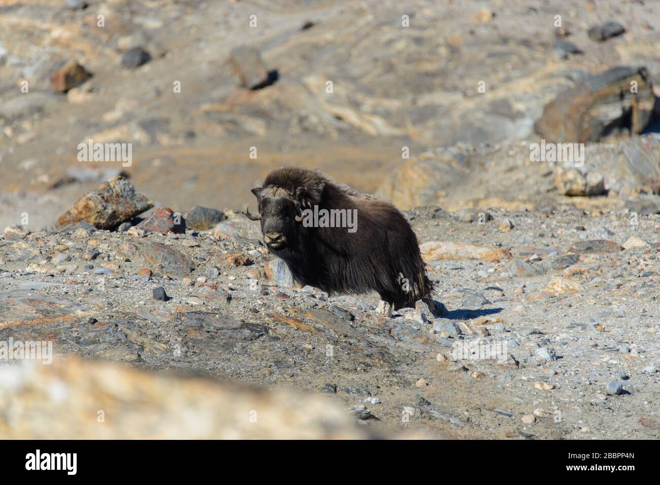 Muskox (Ovibos moschatus) in Greenland tundra Stock Photo - Alamy